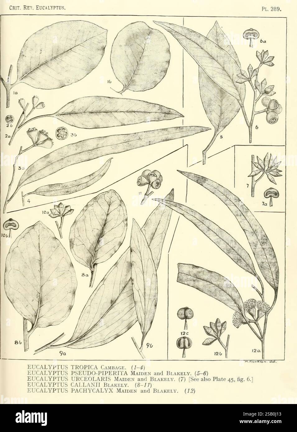 A critical revision of the genus Eucalyptus, Sydney, Gullick, 1903-1933 ...
