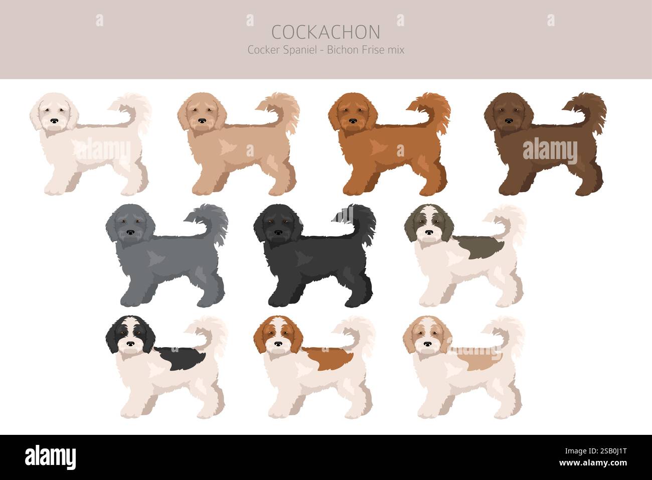 Cockachon clipart. Cocker Spaniel Bichon Frise mix. Different coat ...