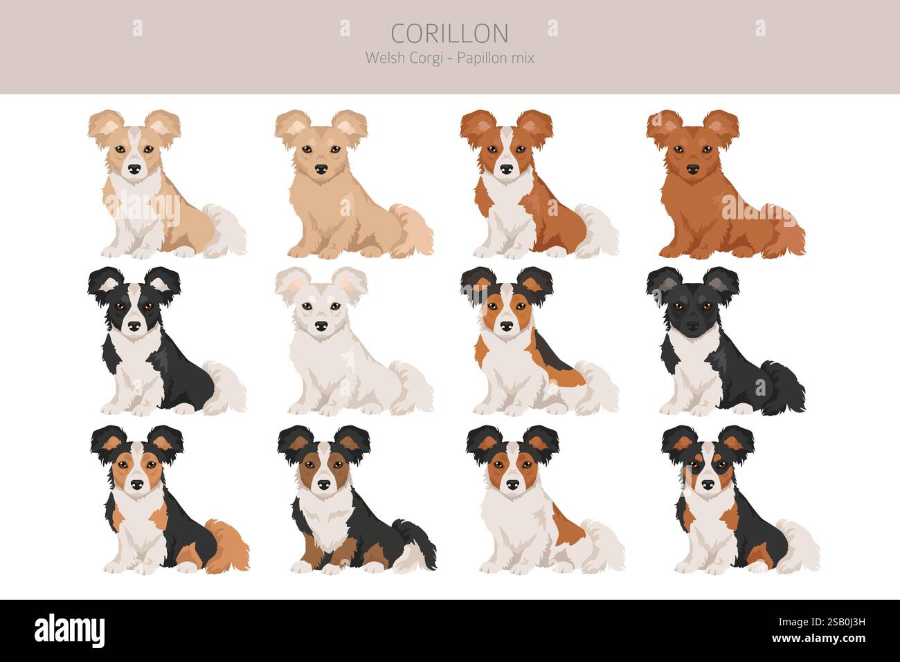 Corillon dog clipart. Welsh Corgi Papillon mix. Different coat colors ...
