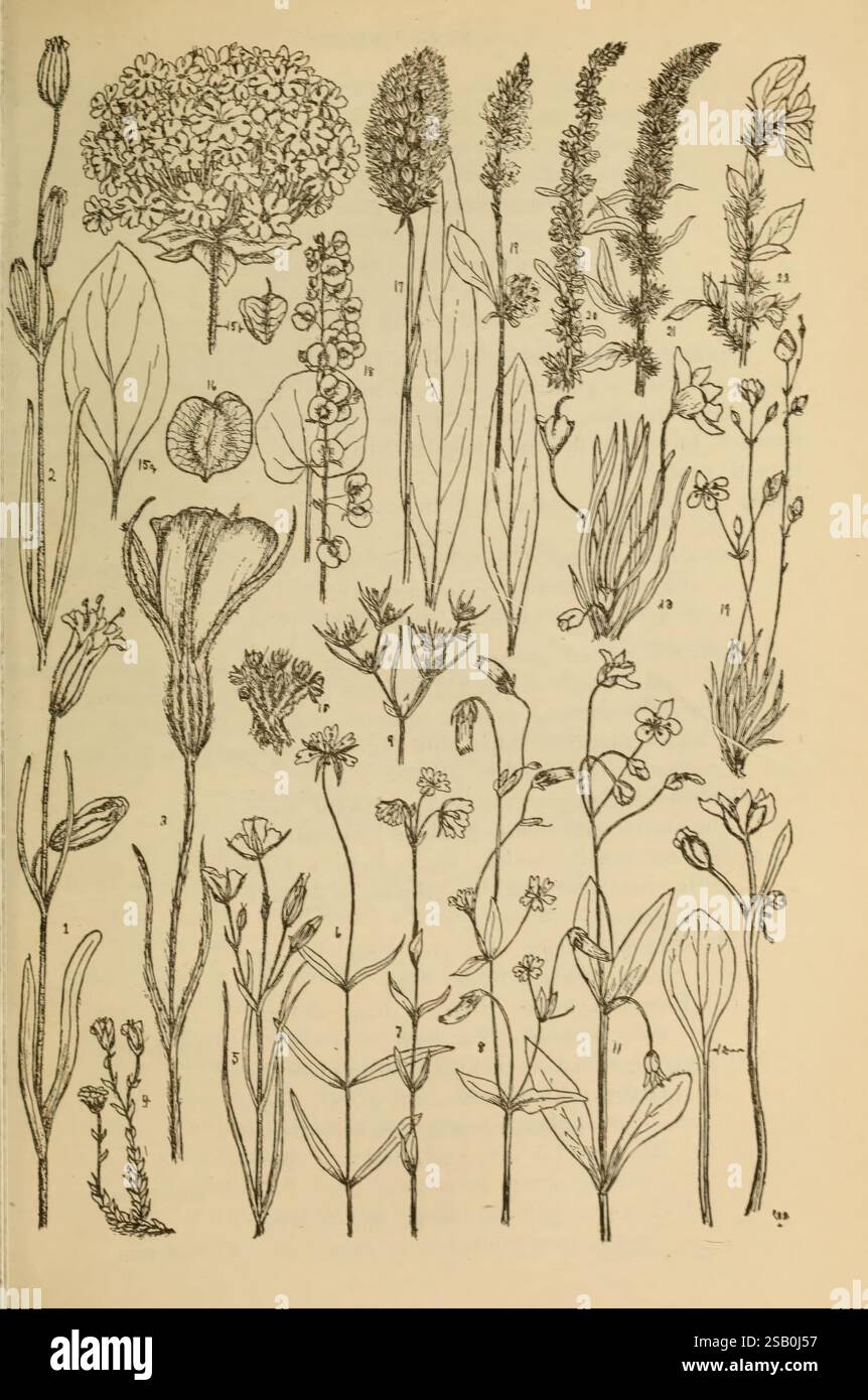 Rocky Mountain flowers, 1920, c1914, rocky mountains, wildflowers, pink ...