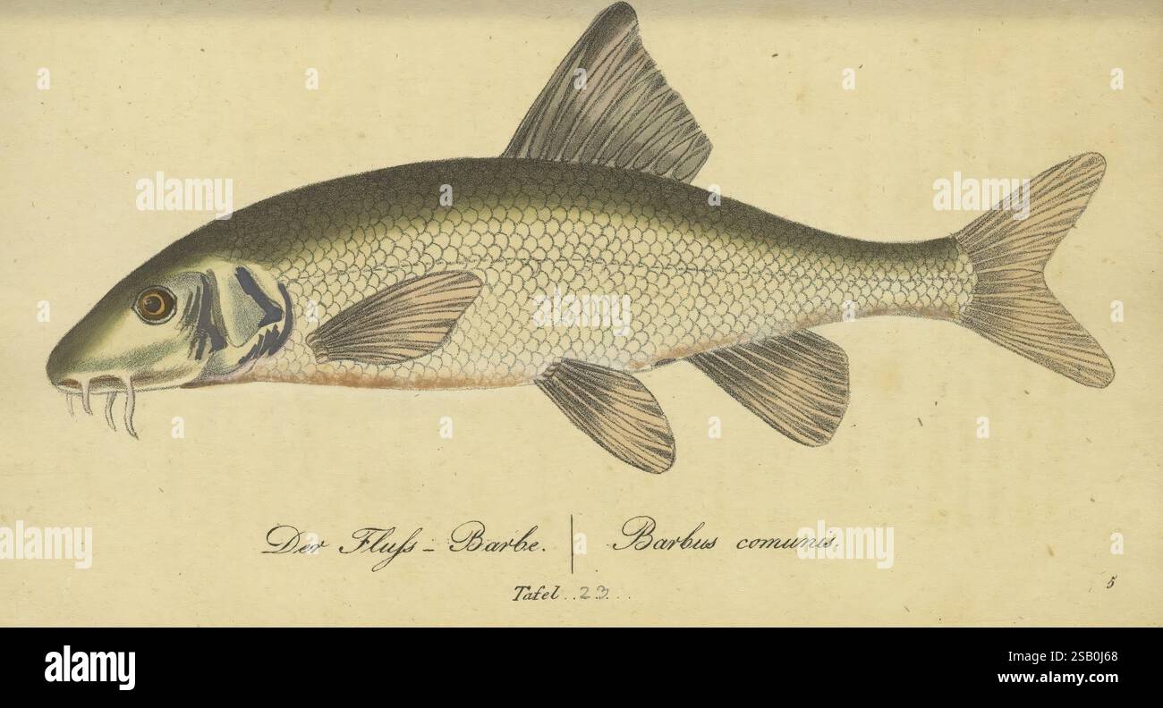 Fishs dorsal side hi-res stock photography and images - Alamy