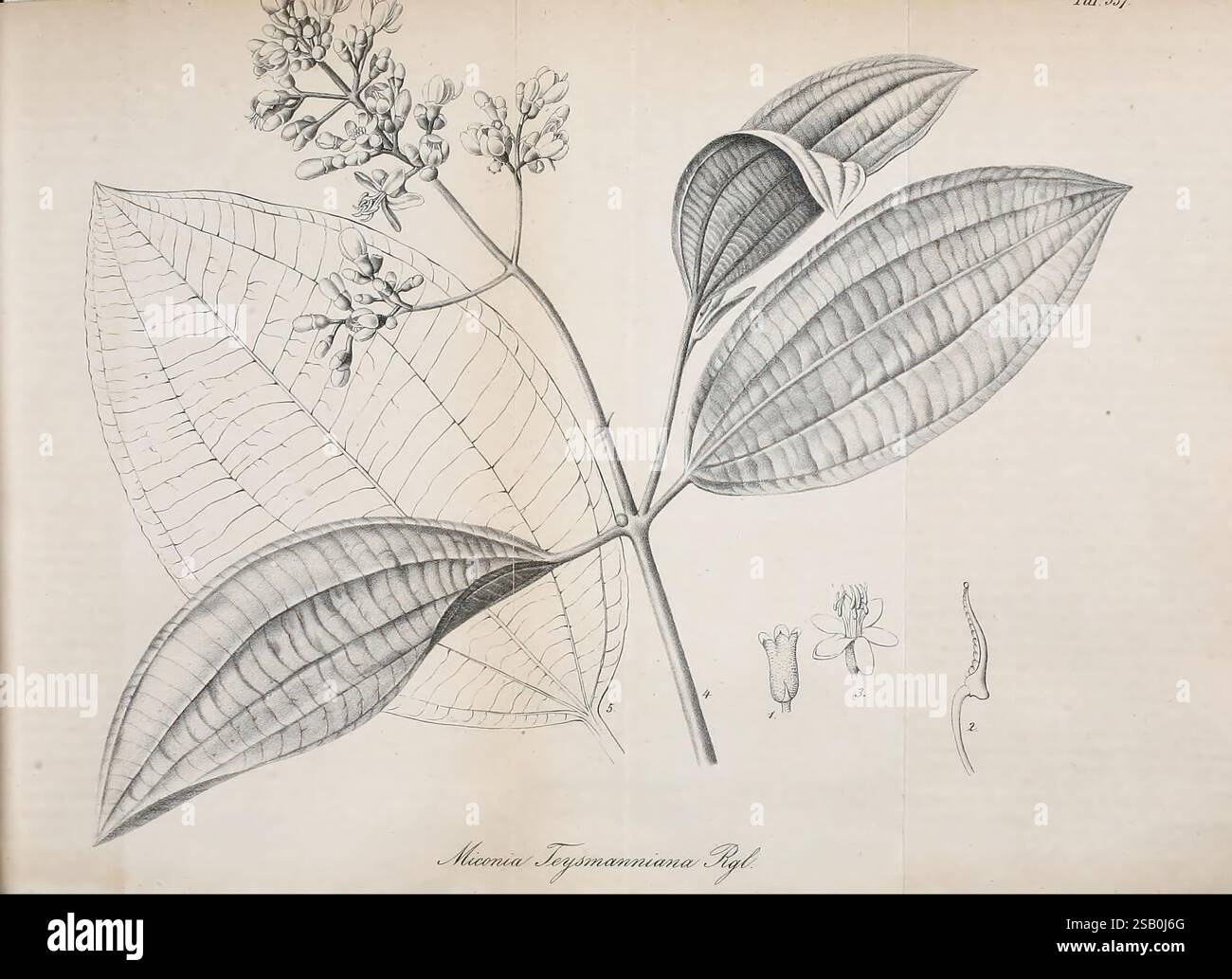 Prominent vein patterns hi-res stock photography and images - Alamy