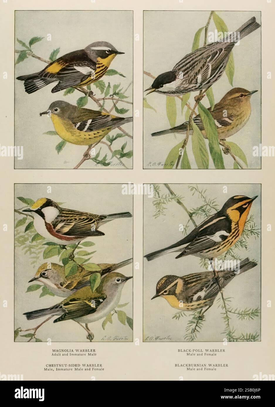 Magnolia warbler showcases hi-res stock photography and images - Alamy