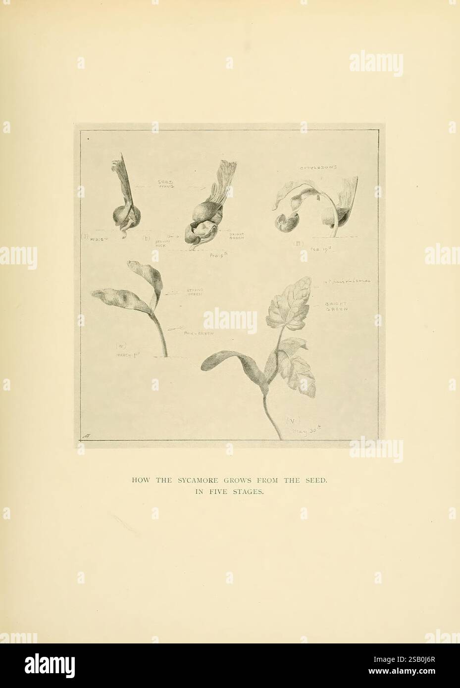 Five distinct stages hi-res stock photography and images - Alamy