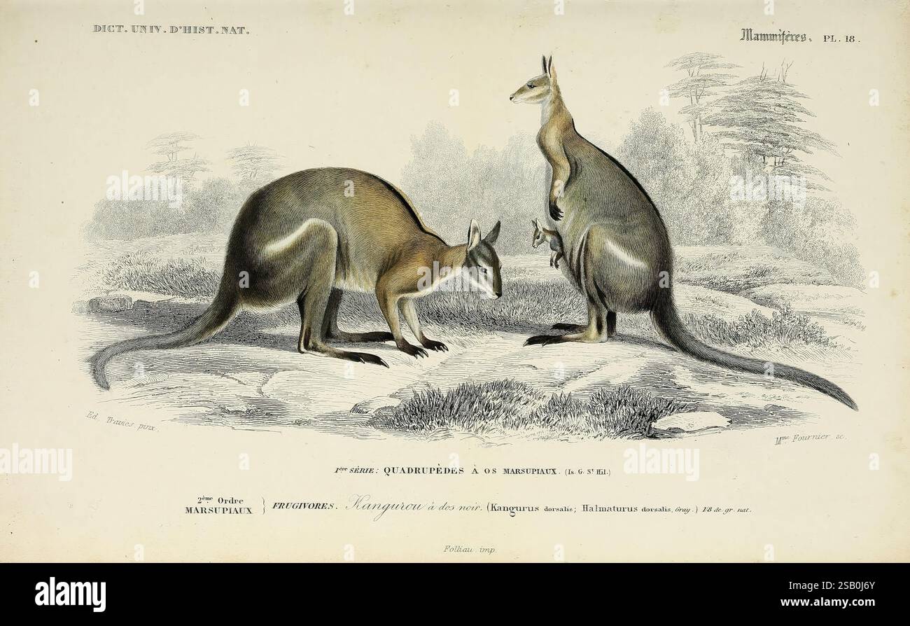 Detailed illustration features two kangaroos hi-res stock photography ...