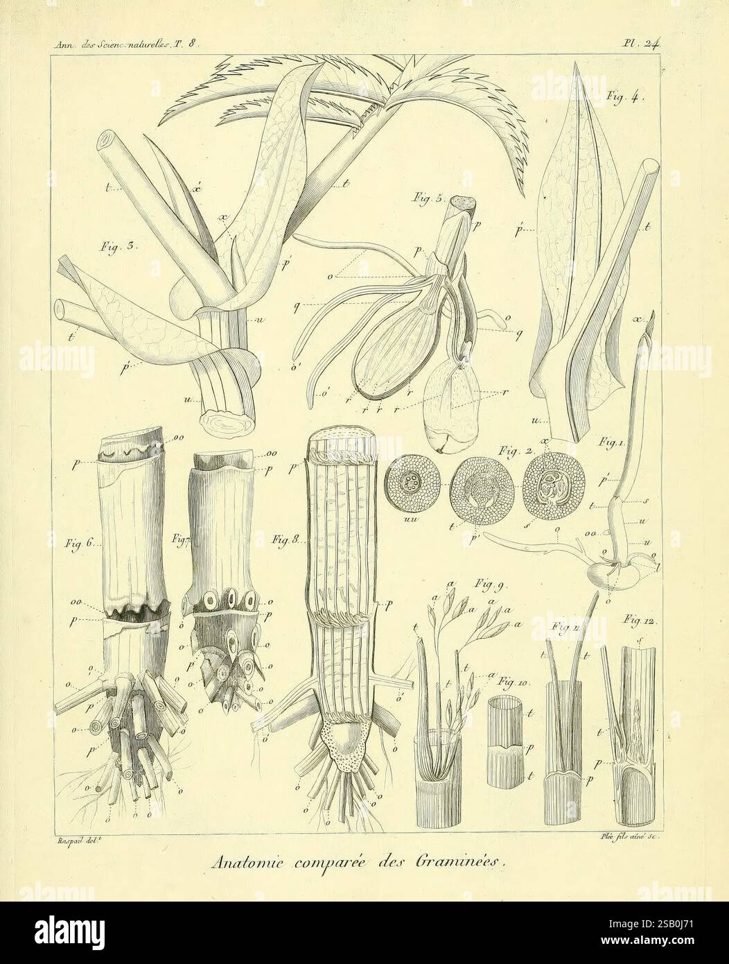 Annales des Sciences Naturelles Paris Crochard Plants Grasses Science ...