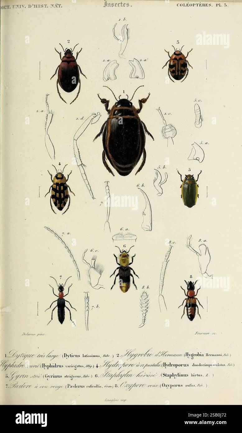 Five different beetle species hi-res stock photography and images - Alamy