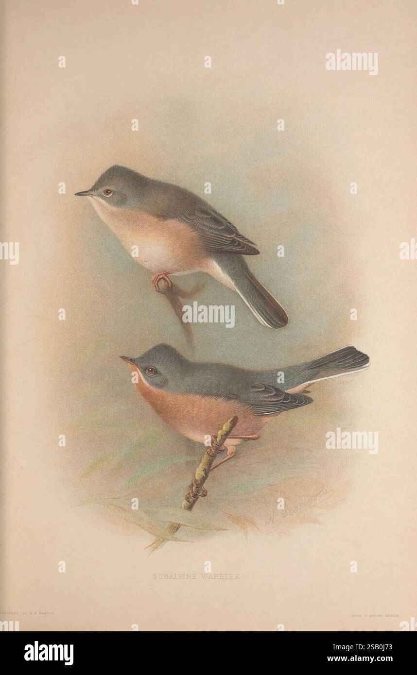 Illustration features two subalpine warblers hi-res stock photography ...