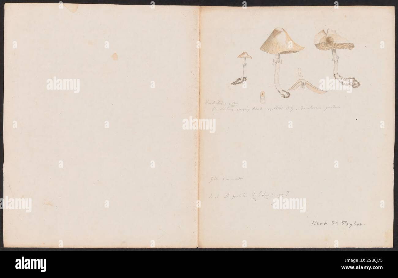 Drawings of fungi, [Not before 1839], fungi, pictorial works, The page ...