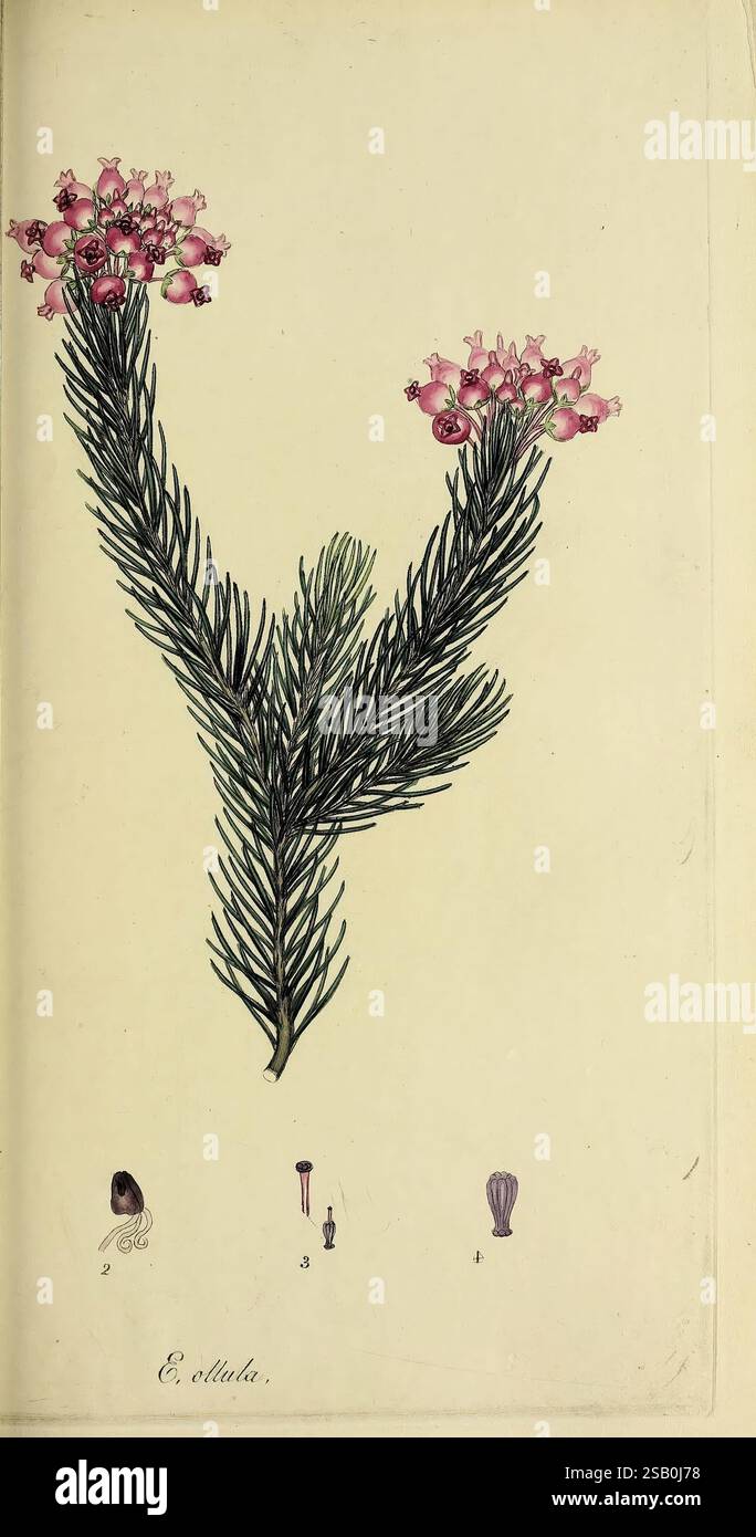 The heathery, or A monograph of the genus Erica, London, Henry G. Bohn ...
