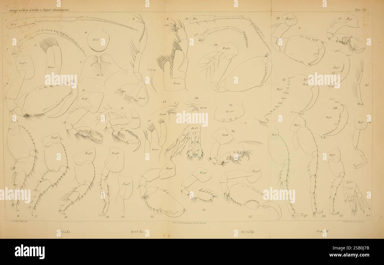 Crustacean anatomical drawings hi-res stock photography and images - Alamy