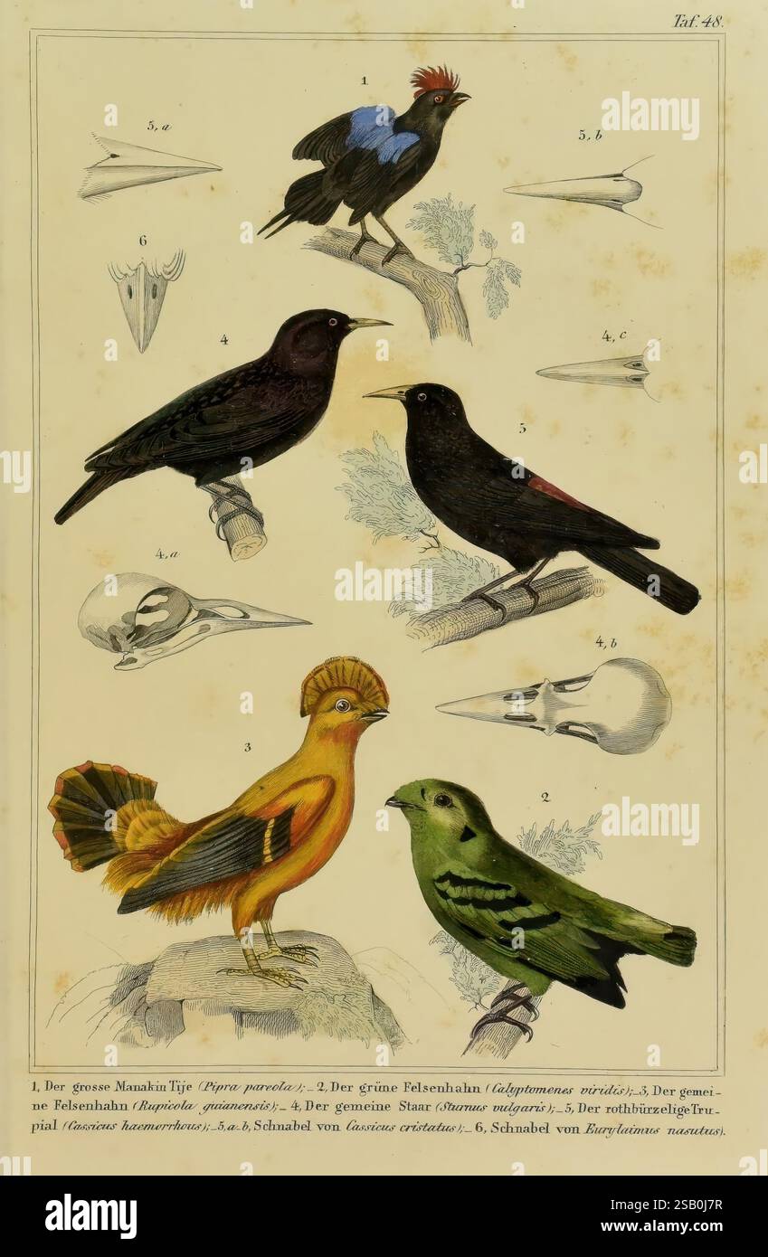 Left bird showcases vibrant iridescent green plumage hi-res stock ...