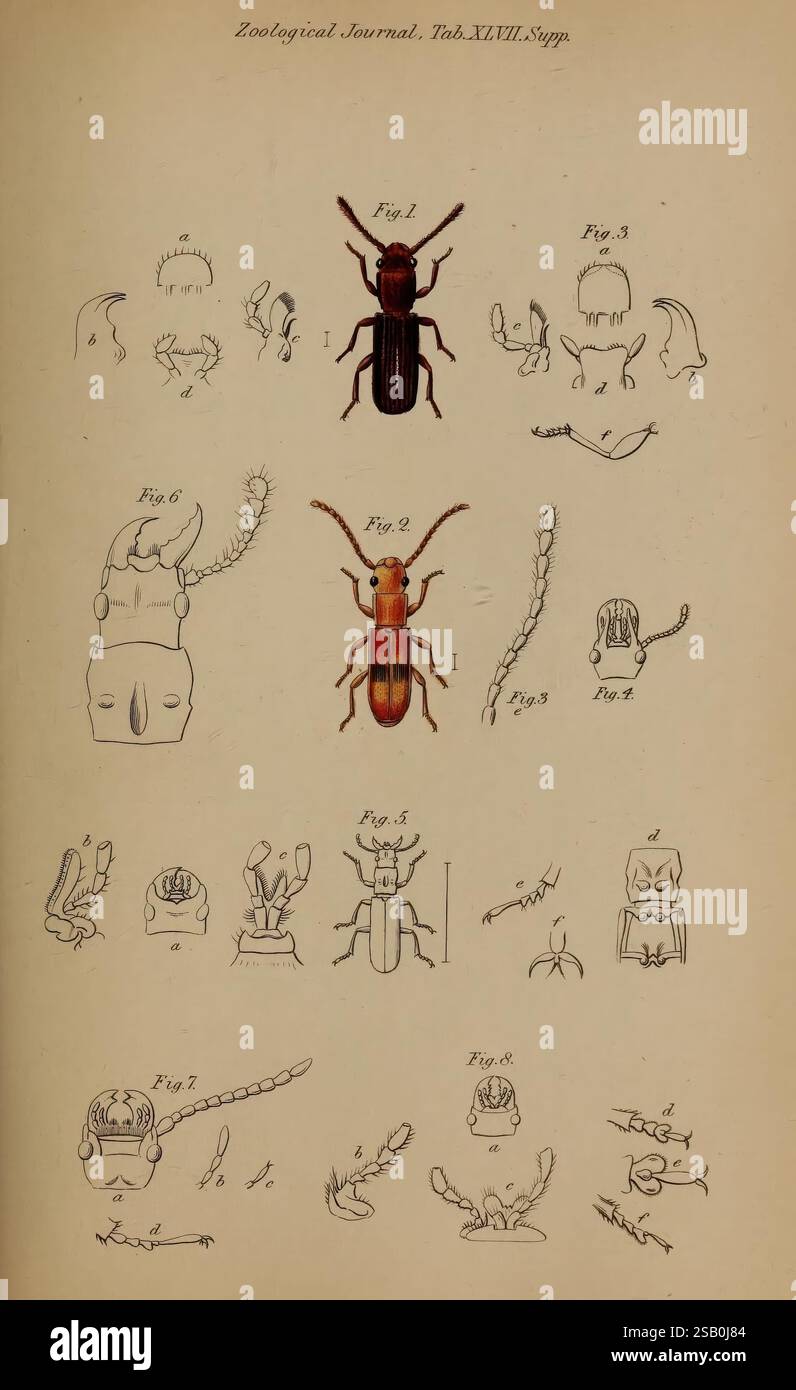 Adult beetles body structure hi-res stock photography and images - Alamy