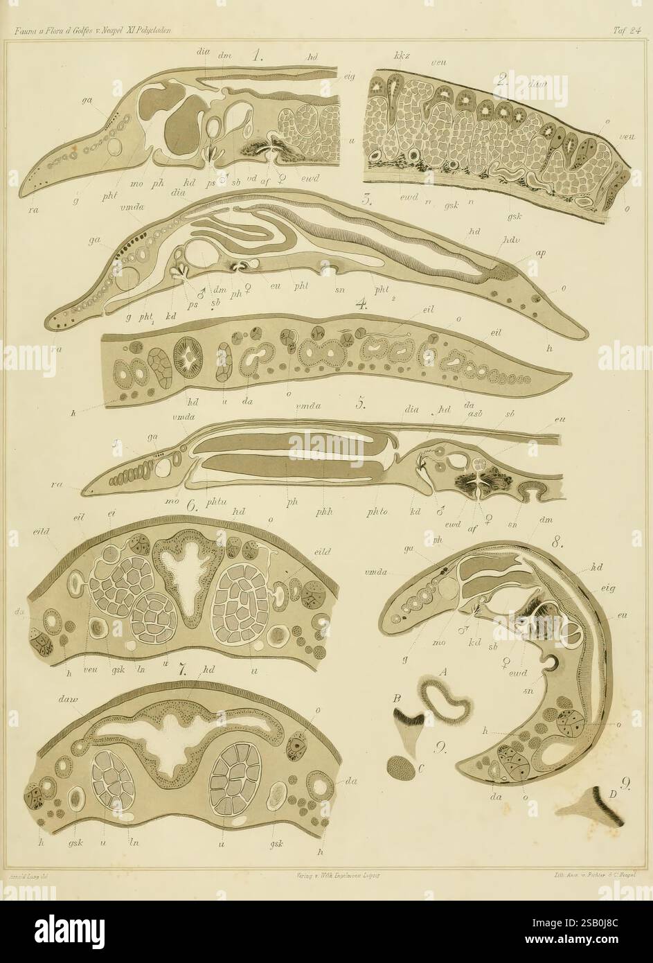 Labeled section reveals different structures hi-res stock photography ...
