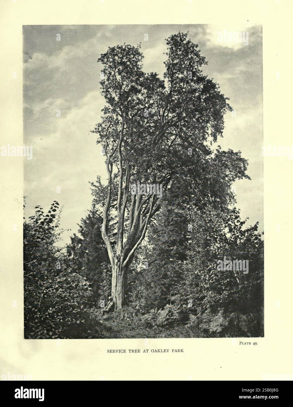 The trees of Great Britain & Ireland, Edinburgh, Priv. print, 1906-13 ...