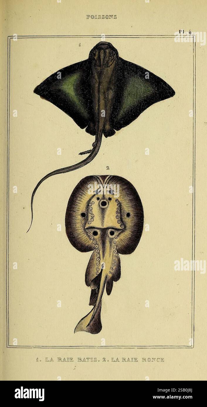 Oeuvres du comte de Lacépède, Paris, P. Duménil, 1836, natural history ...