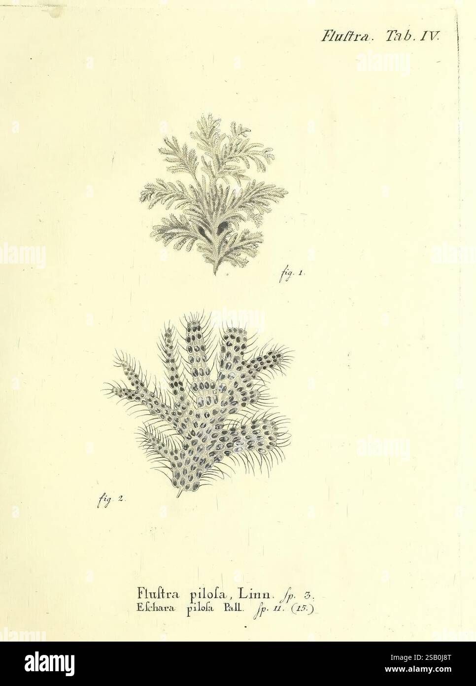 Identifiers indicate hi-res stock photography and images - Alamy