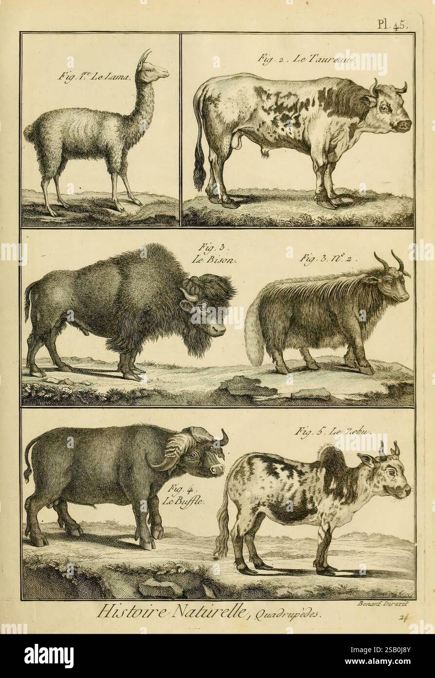 Illustration features six distinct animal species hi-res stock ...