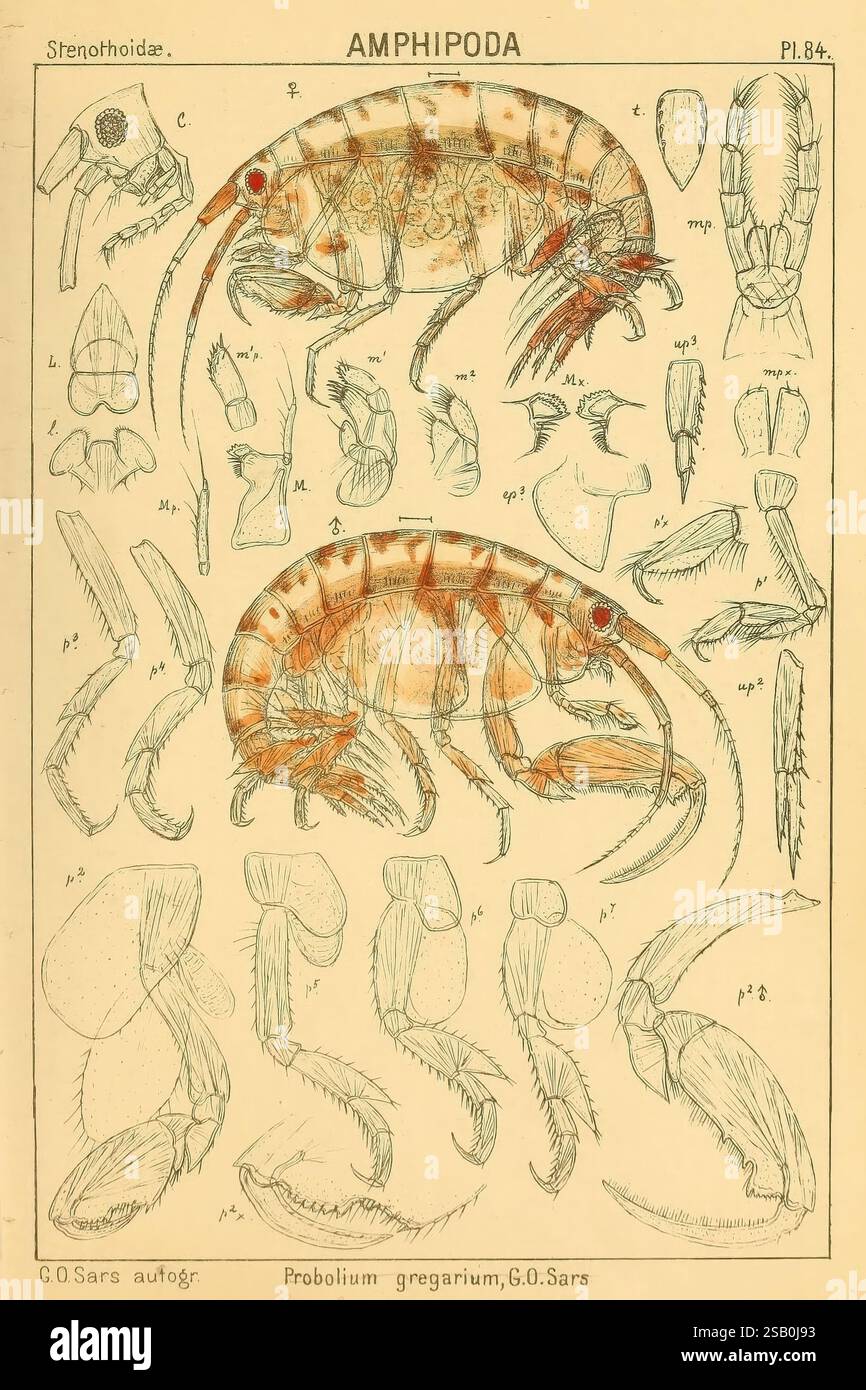 Labeled diagram serves hi-res stock photography and images - Alamy