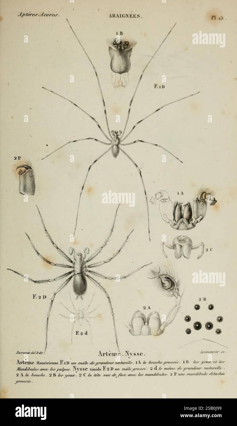 Histoire naturelle des insectes. Aptères. Paris, Librairie ...