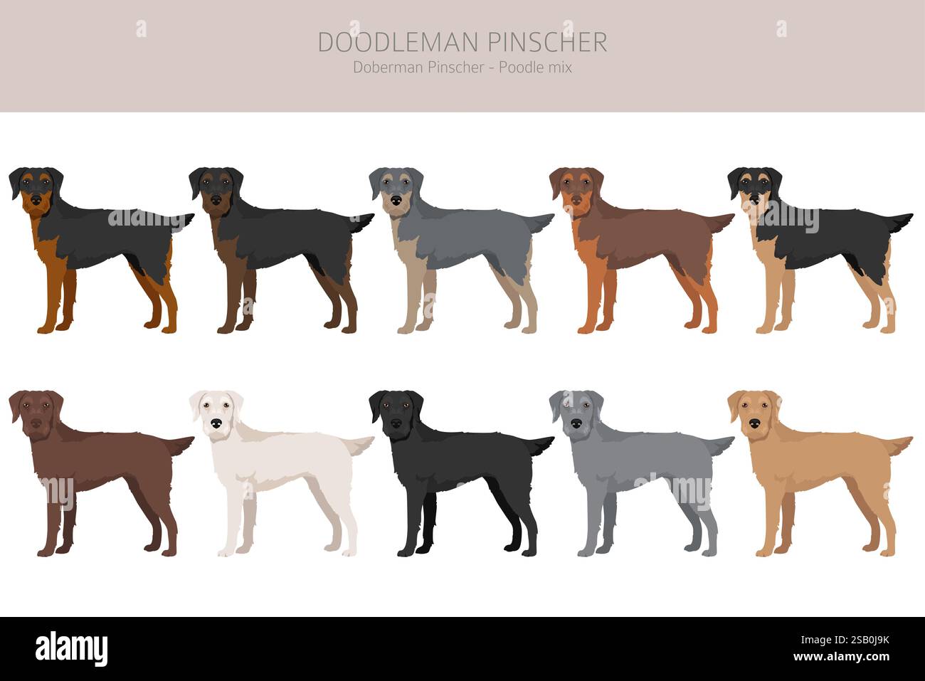 Doodleman Pinscher clipart. Doberman Pinscher Poodle mix. Different ...