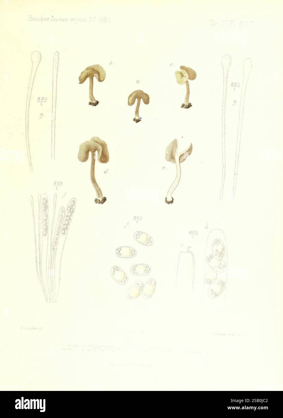 Various forms of reproductive structures hi-res stock photography and ...