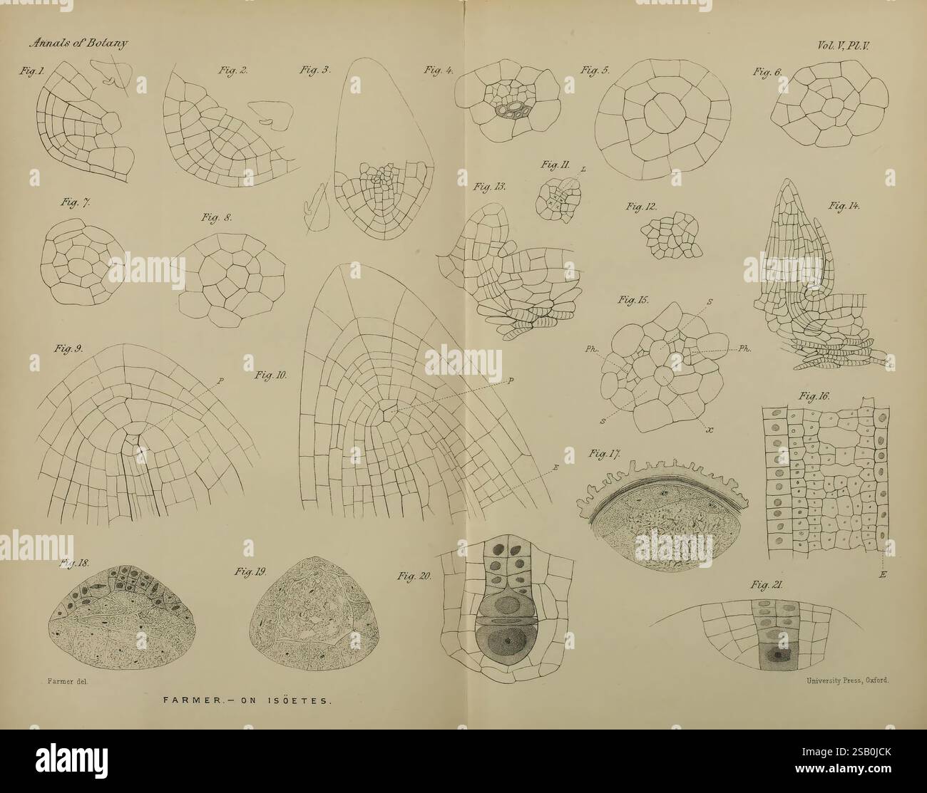 Understanding organismal anatomy hi-res stock photography and images ...
