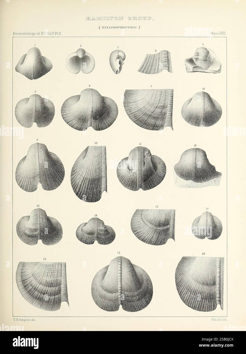 Paleontological study aimed hi-res stock photography and images - Alamy