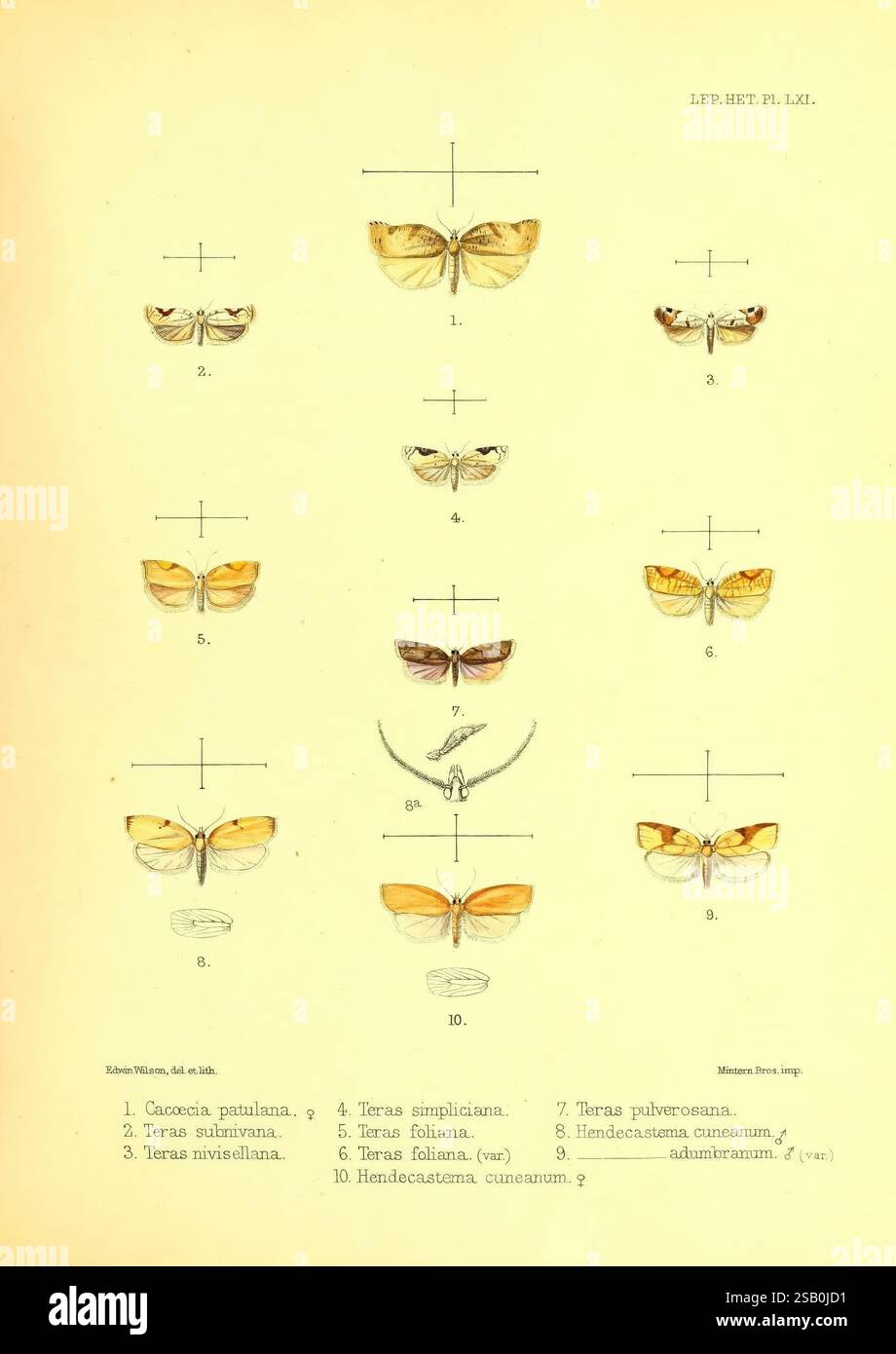 Illustrations of typical specimens of Lepidoptera, Heterocera in the collection of the British ...