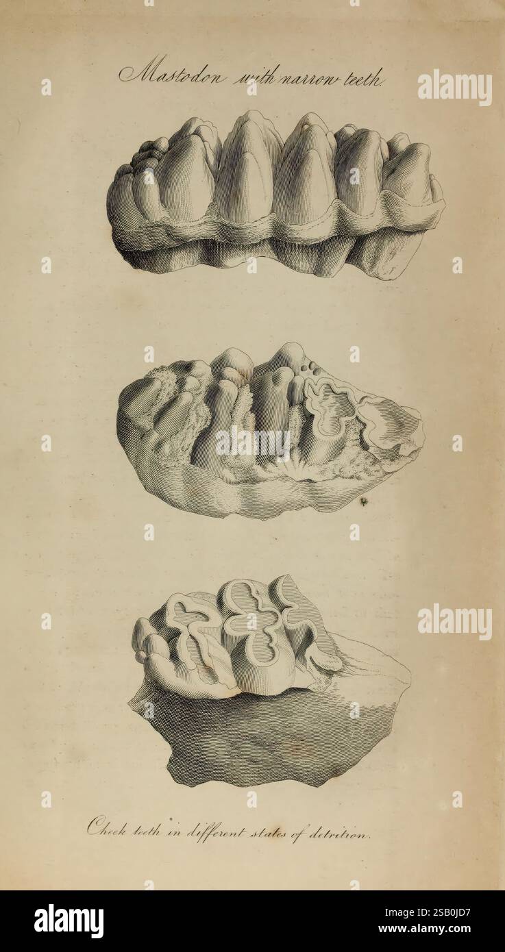The fossil remains of the animal kingdom London Whittaker Treacher 1830 ...