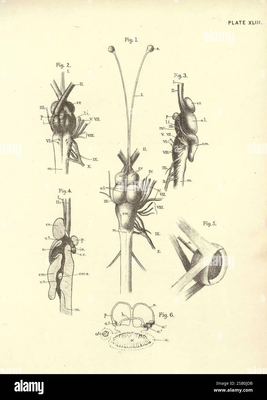 Illustrations, of, zoology: invertebrates, and, vertebrates, Edinburgh ...