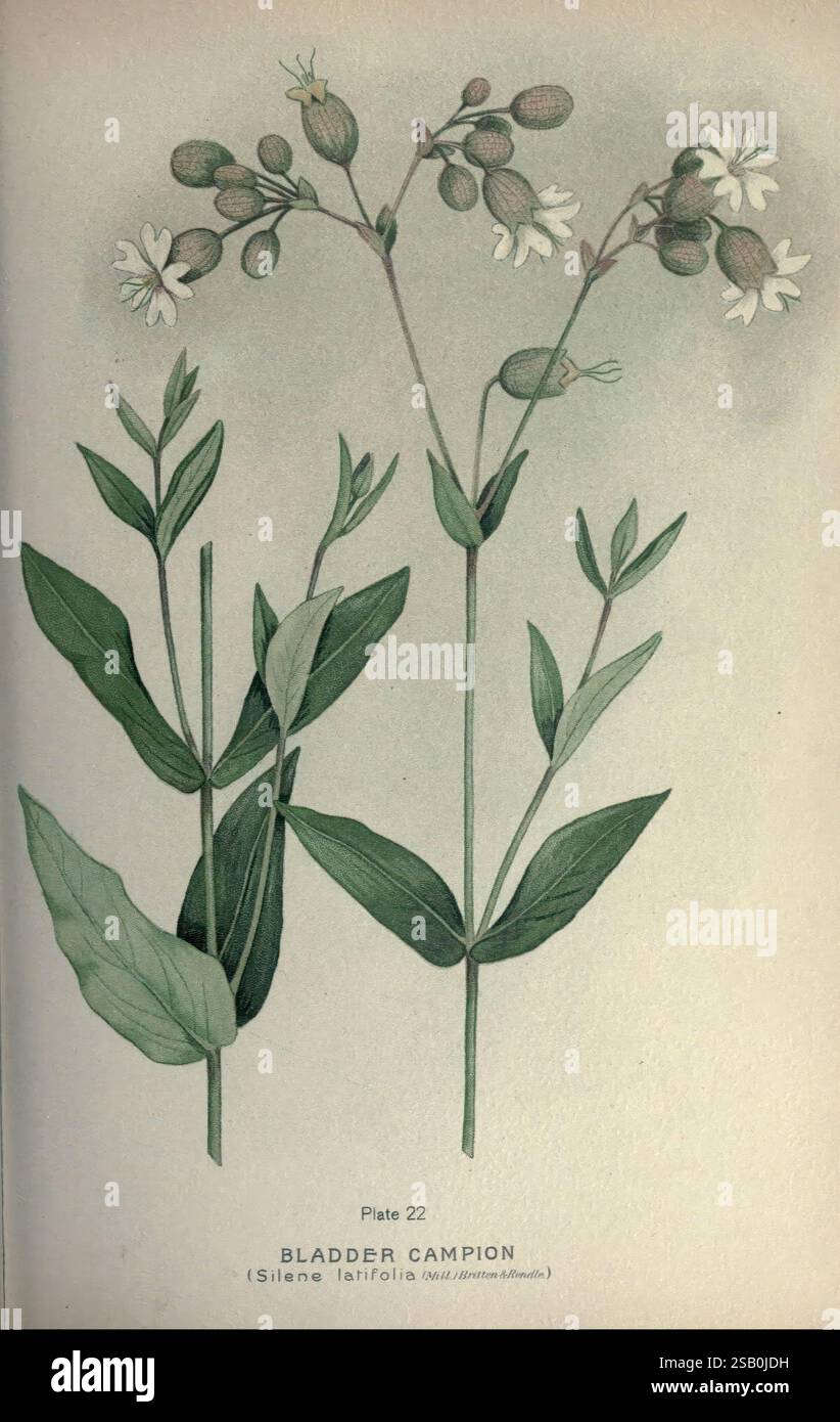 Farm, weeds, of, Canada, Ottawa, Dept. of Agriculture, 1923, botany ...