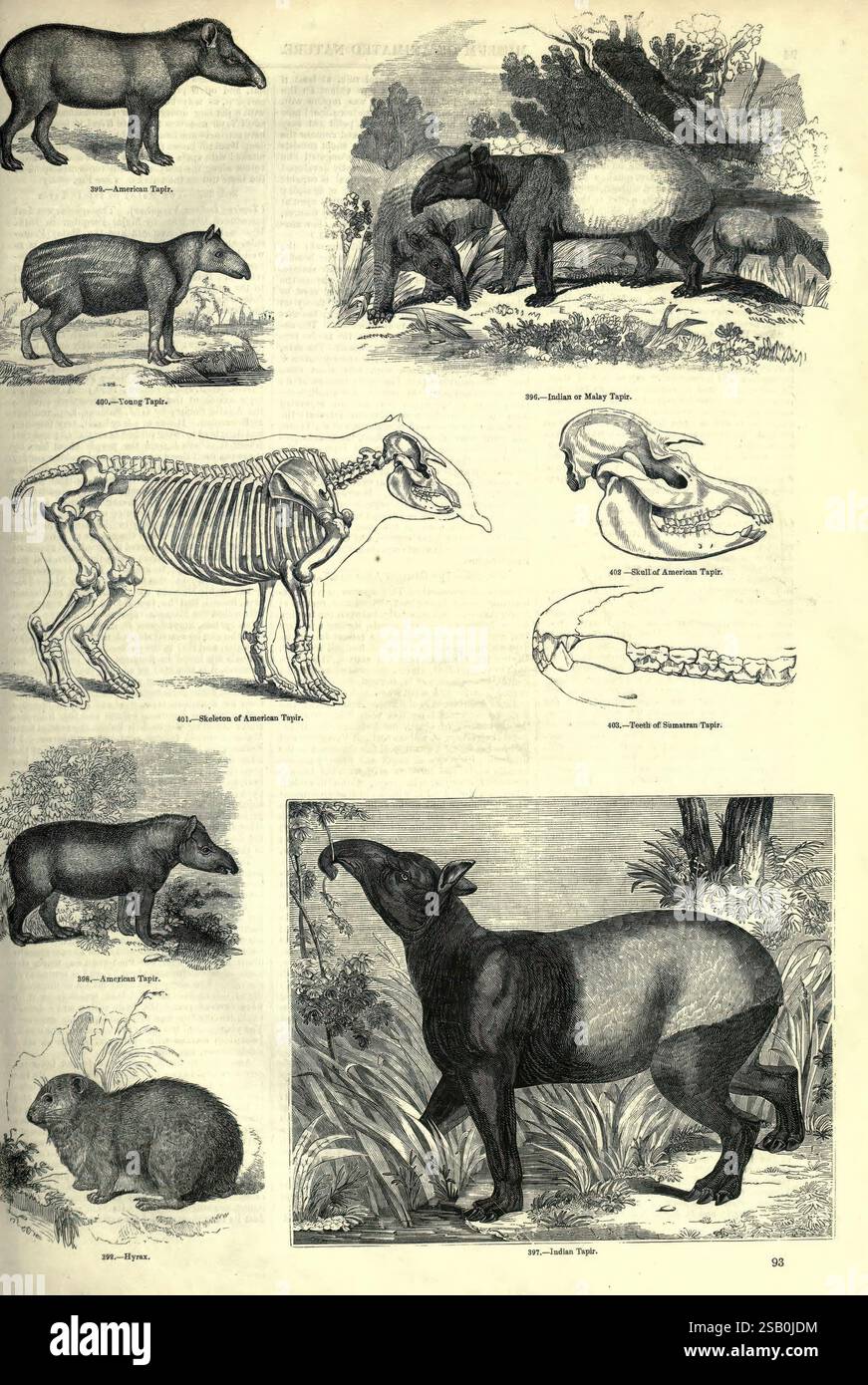 The pictorial museum of animated nature London, C. Cox, [1844 ...