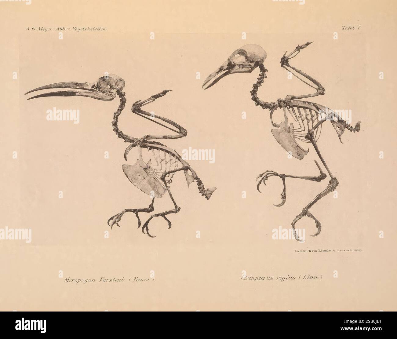Two bird skeletons hi-res stock photography and images - Alamy