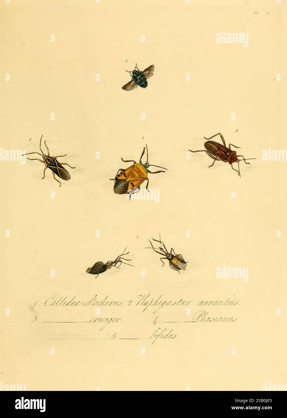 Illustration features various species of insects hi-res stock ...