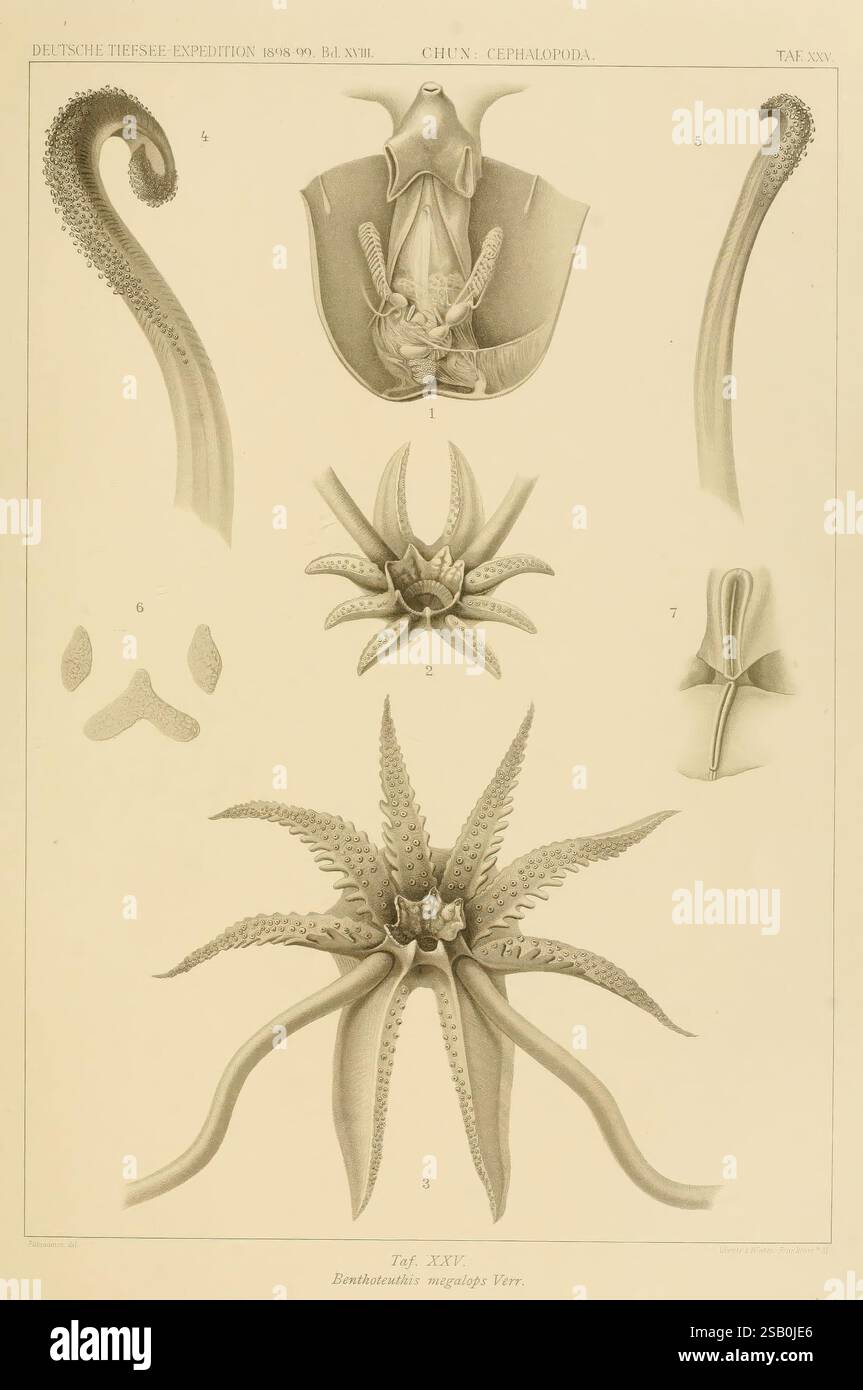 Die Cephalopoden, Bd. 18, T. 1 Atlas, Jena, G. Fischer, 1910-1915 ...