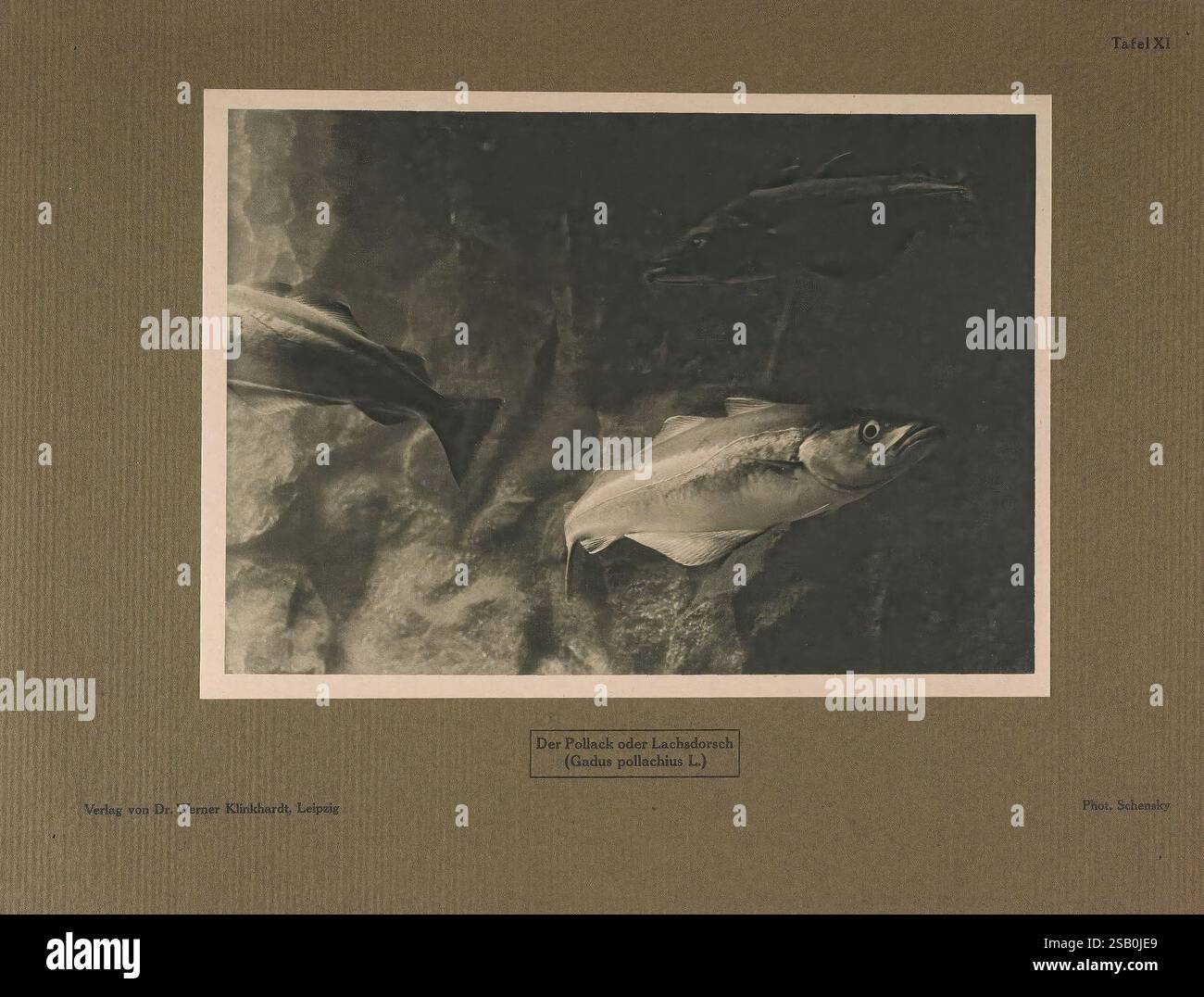 Tranquil serene image depicts hi-res stock photography and images - Alamy