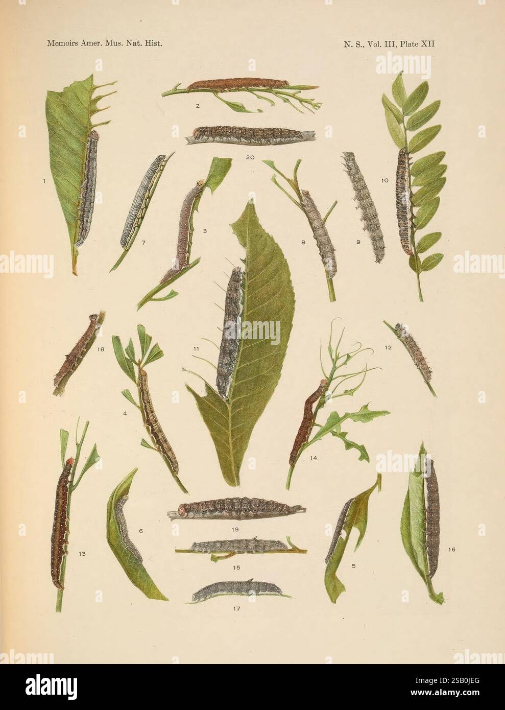 Edna beutenmuller hi-res stock photography and images - Alamy