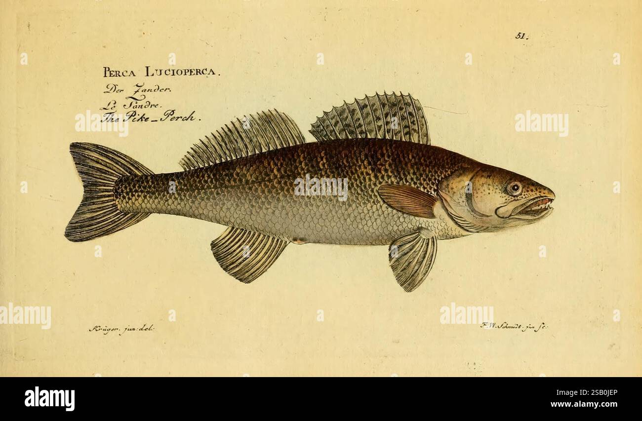 Ichthyologie ou Histoire naturelle des poissons, Berlin, Chez l'auteur ...