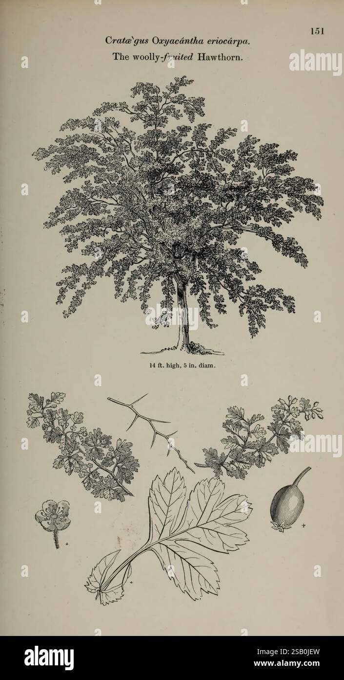 Arboretum et fruticetum britannicum, or London, J.C. Loudon, 1844 ...