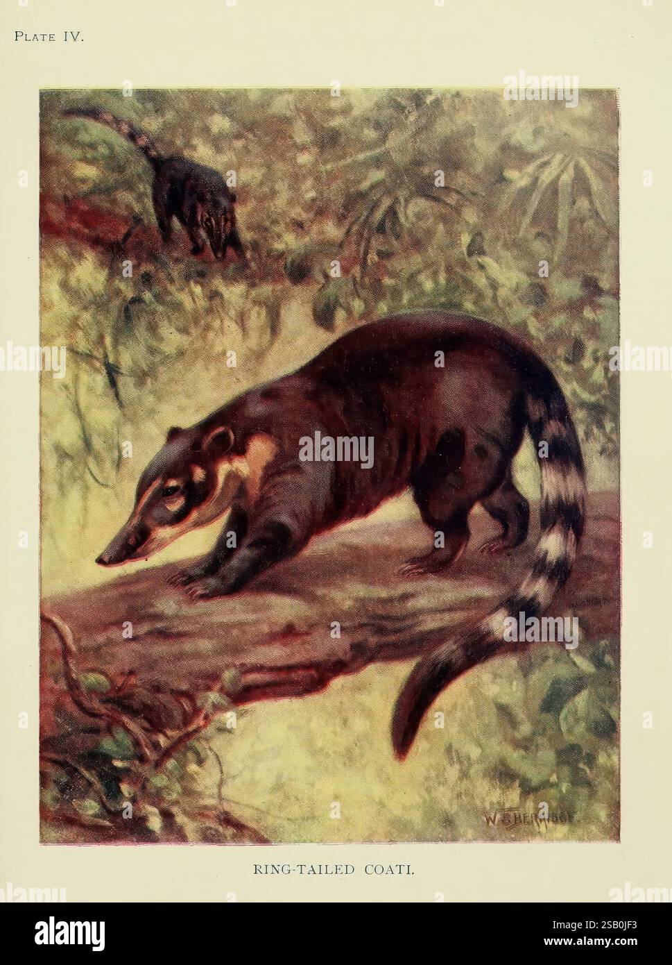 A ring-tailed coati is depicted navigating through a lush, green ...