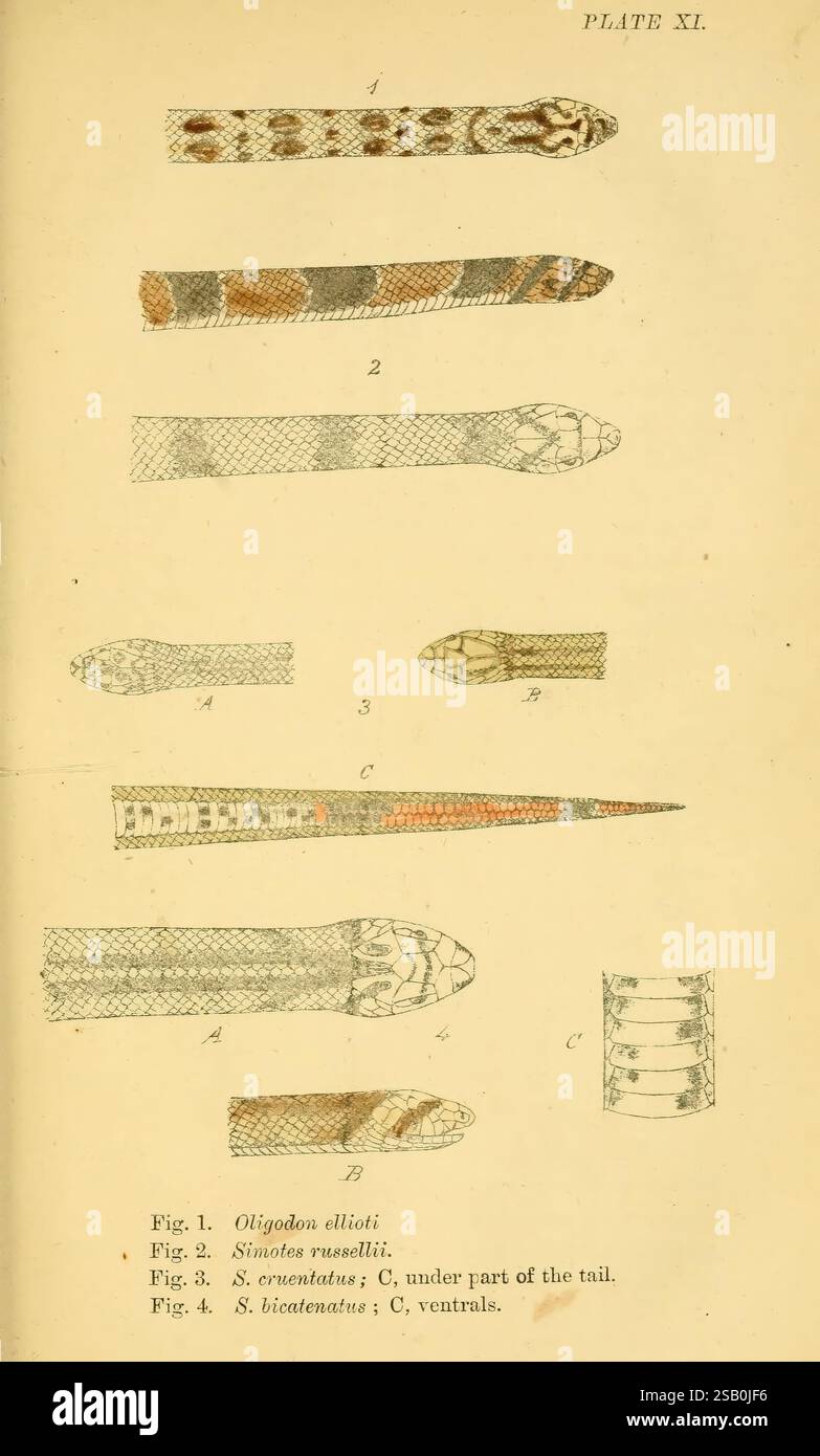 Indian snakes, Madras, Higginbotham, 1874, China, India, snakes, South ...