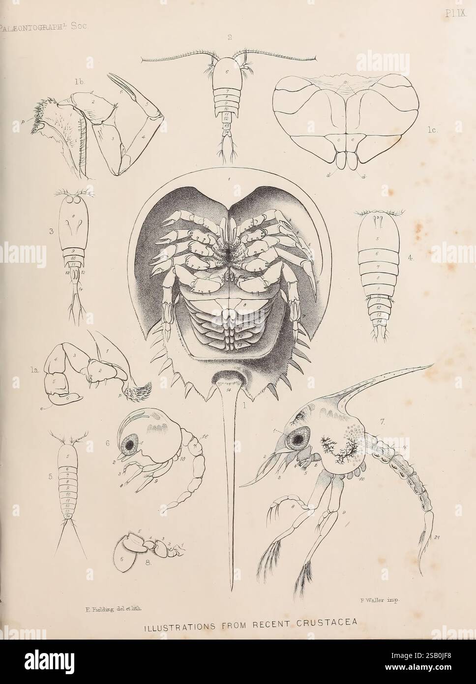 A, monograph, of, the, British, fossil, Crustacea, London, Printed, for ...