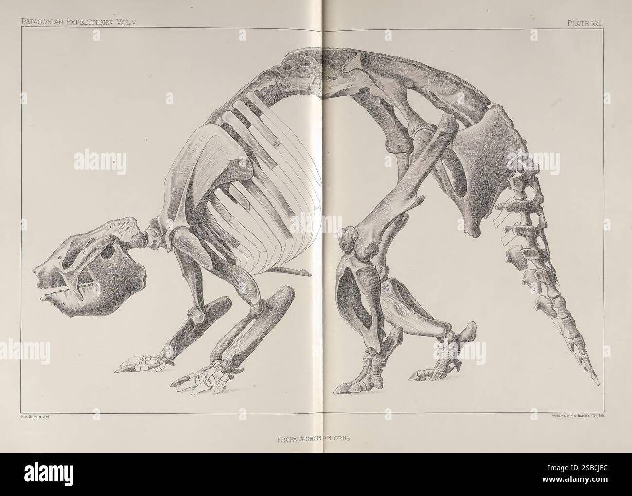 Different bone sections hi-res stock photography and images - Alamy