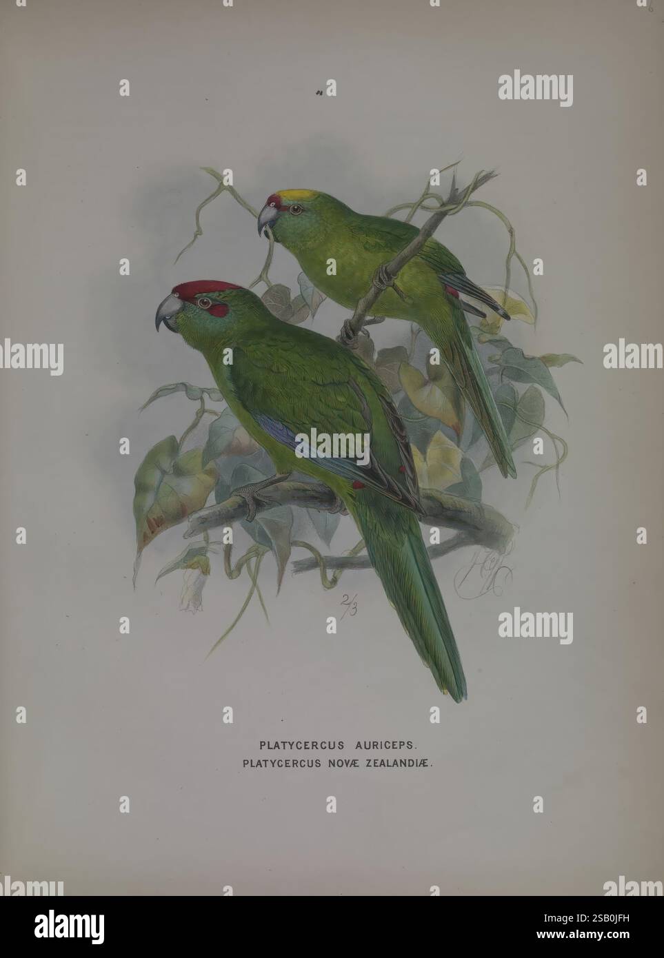 Sharp beaks suggesting hi-res stock photography and images - Alamy