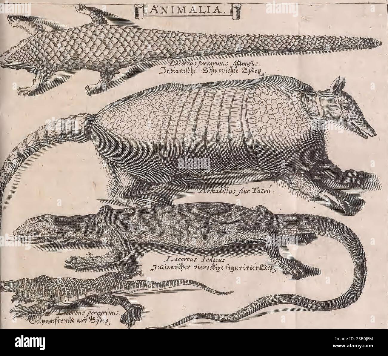 Prominent scaly skin hi-res stock photography and images - Alamy