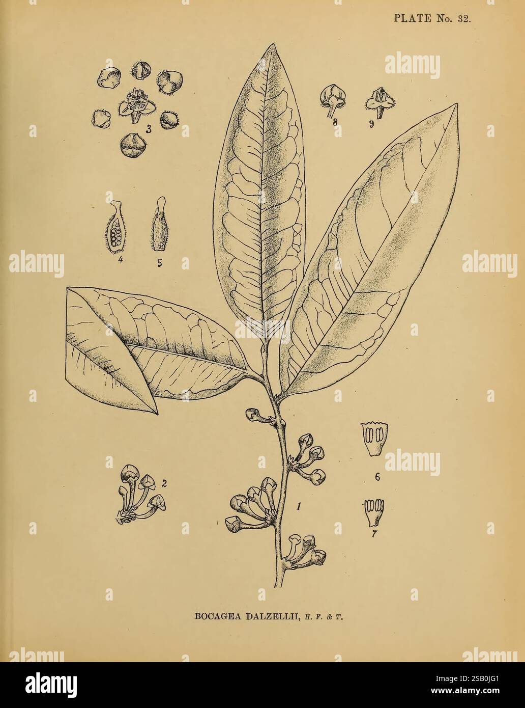 Indian medicinal plants, Bahadurganj, India, Sudhindra Nath Basu ...
