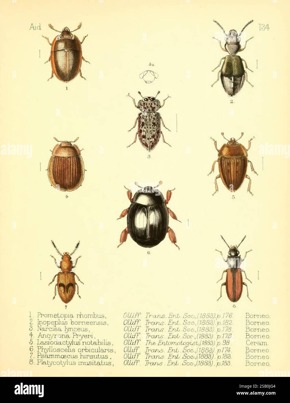Aid to the identification of insects, London, E.W. Janson, 1880-90 ...
