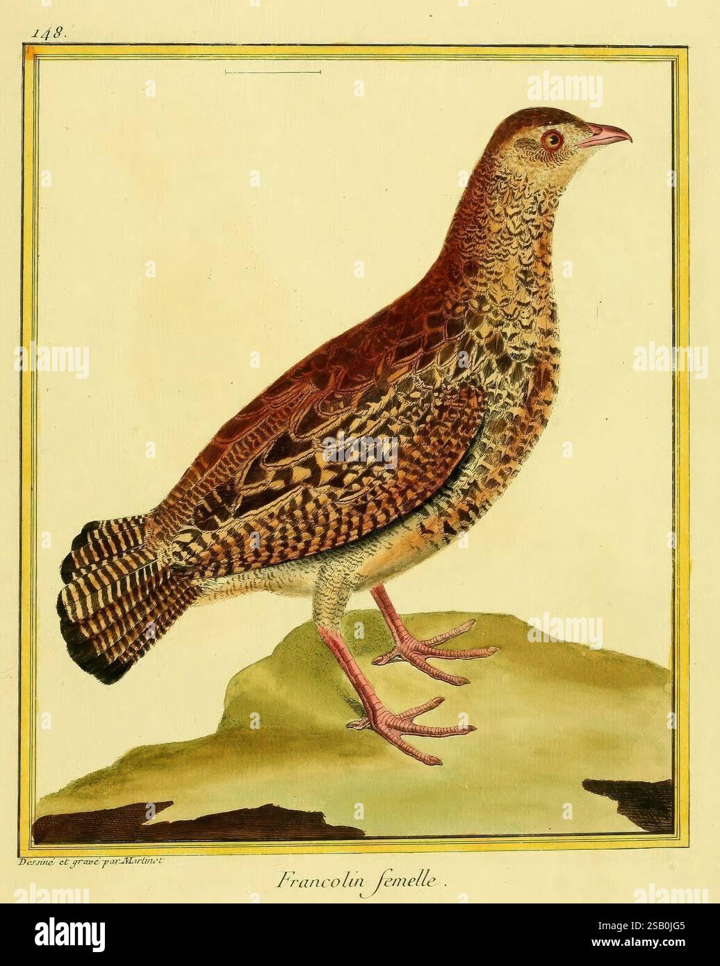 Francolin femelle hi-res stock photography and images - Alamy