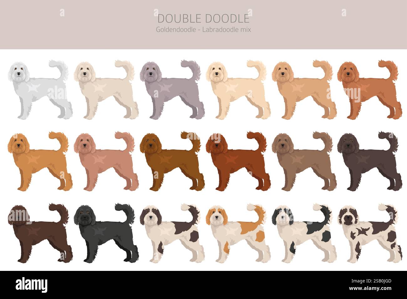 Double Doodle clipart. Labradoodle - Goldendoodle mix. Different coat ...